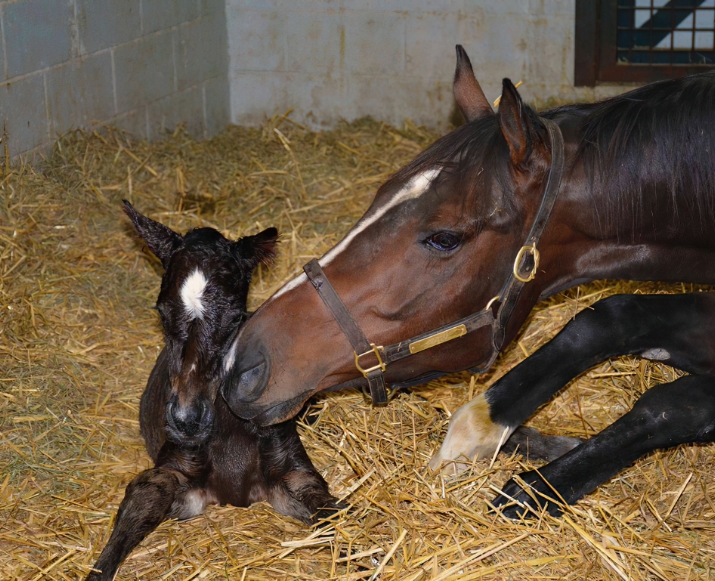 HARAS DE CONQUES – Centre de de reproduction équine à Saint-Aubin-de-Branne