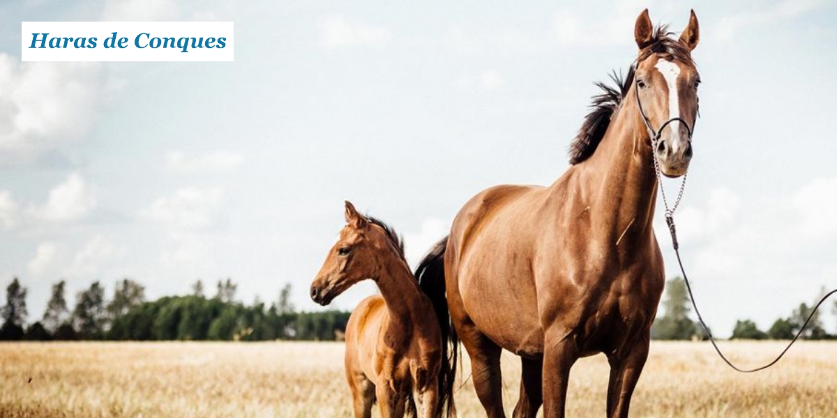 HARAS DE CONQUES – Centre de de reproduction équine à Saint-Aubin-de-Branne